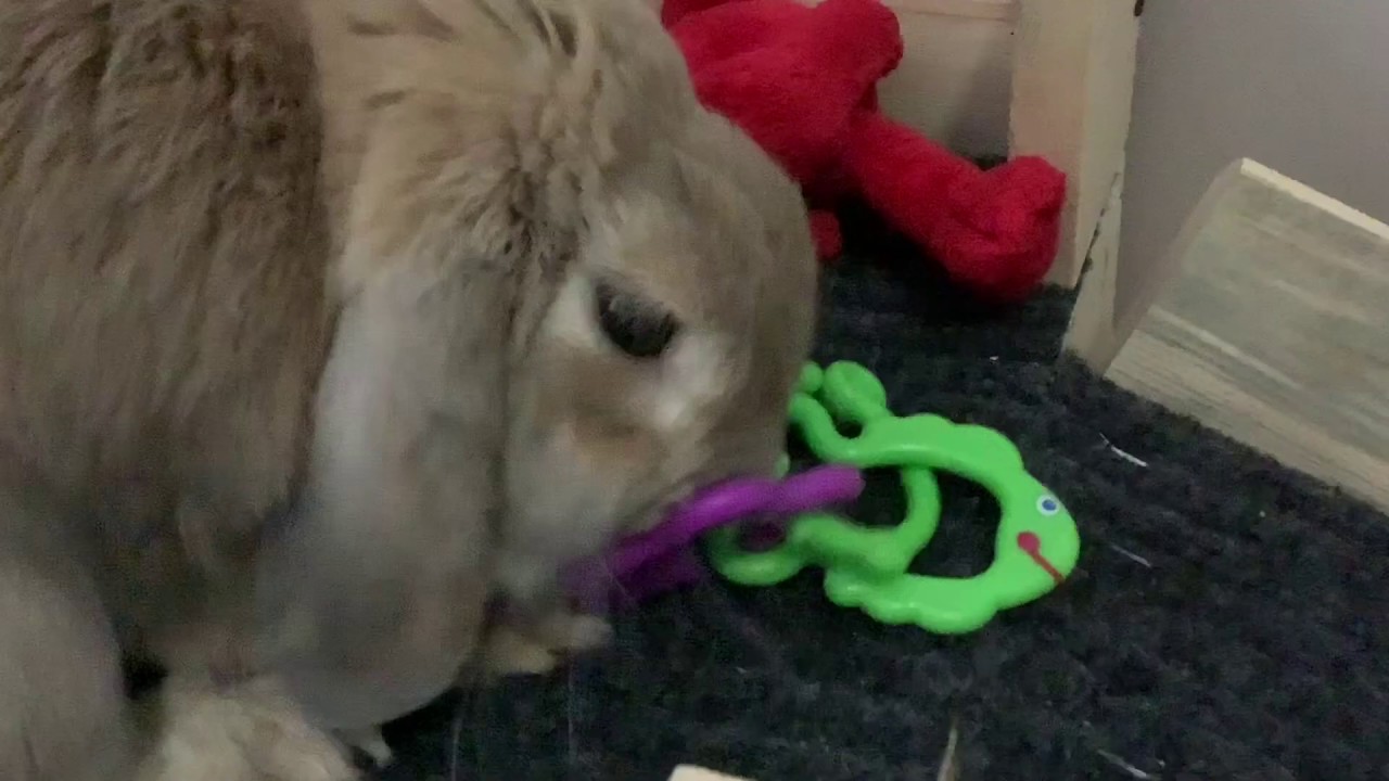 Playful bunny - YouTube