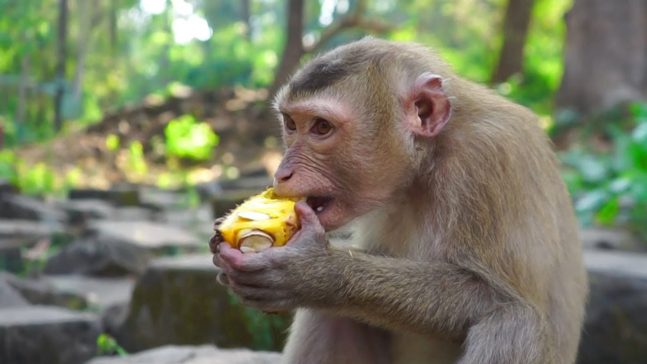 Feeding poor King monkey Rojo eat jackfruit - YouTube