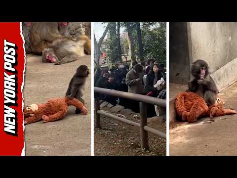 Massive Crowds Rush to See Heartwarming Punch the Monkey