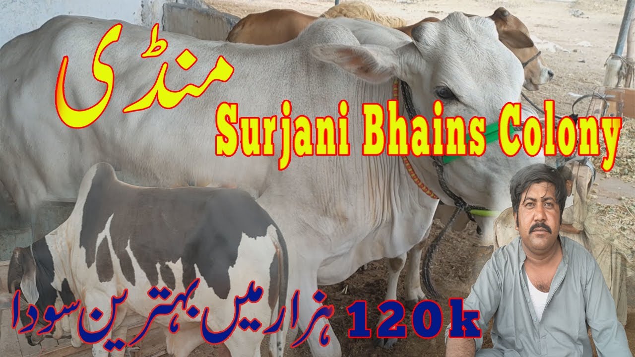 Surjani Bhains Colony Mandi 2023 Karachi Ki Sb Se SASTI Mandi Cow Mandi ...