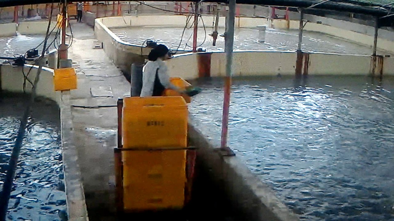 Flat fish farm korea - YouTube