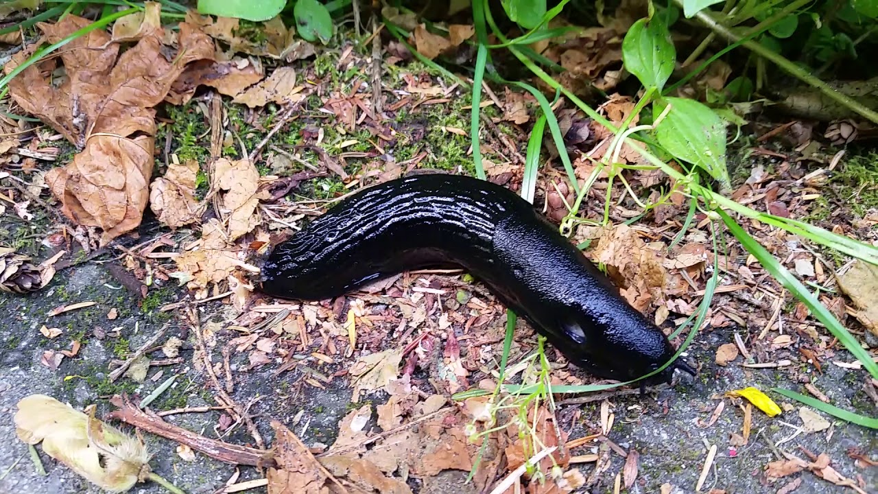 Yuck! HD Close Up of Slimey Black Slug in Stanley Park, Vancouver, BC ...