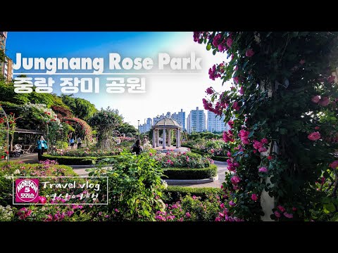 [4K] Jungnang Rose Park // 중랑 장미 공원 // Travel Vlog // 모리슨 영상여행 - YouTube