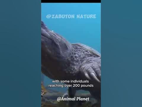 The Alligator Snapping Turtle | A Living Fossil of the Swamps #shorts # ...