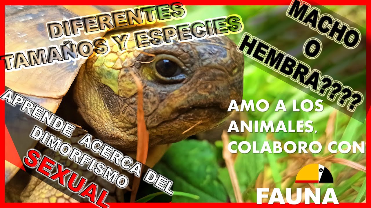 Como saber si mi Tortuga es MACHO o HEMBRA??? ♂️♀️🐢🐢 Aprende las ...
