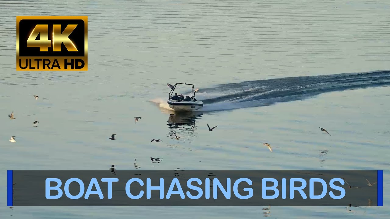 Boat Chasing Birds on Pitt River - YouTube