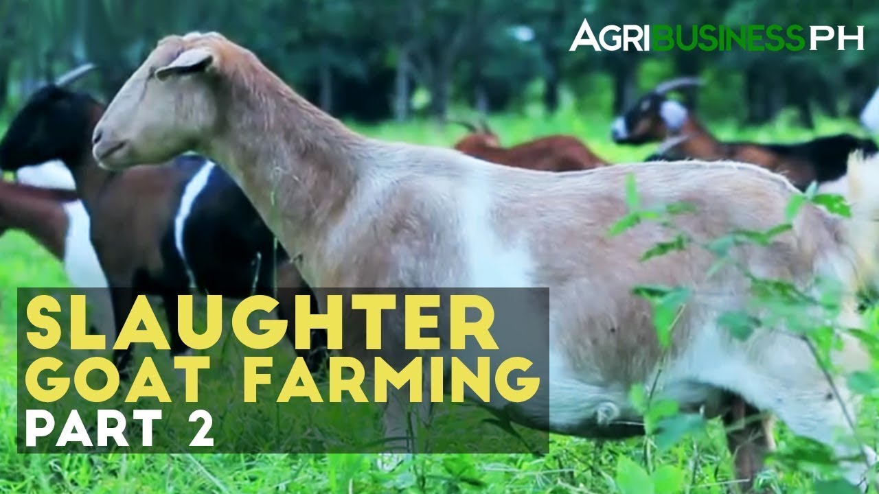 Goat Farming Part 2: How to Manage Slaughter Goat Farm - YouTube
