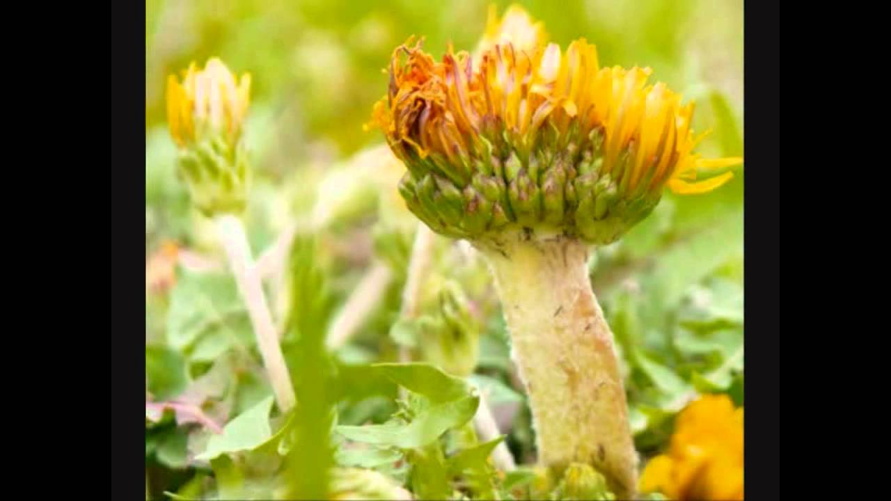 Fukushima manifestations | Japan radiation mutations - YouTube