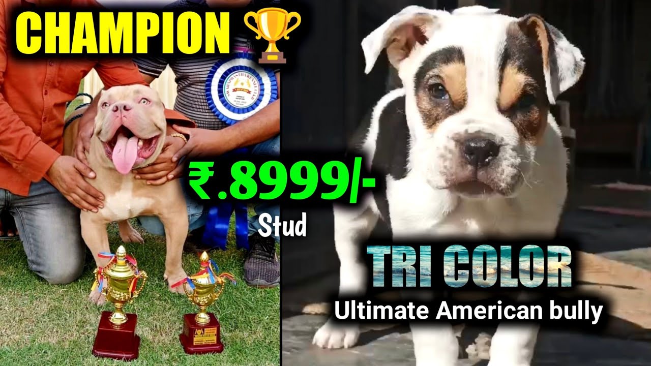 8999 | CHAMPION AMERICAN BULLY | Tri American bully in Low price | कोई ...