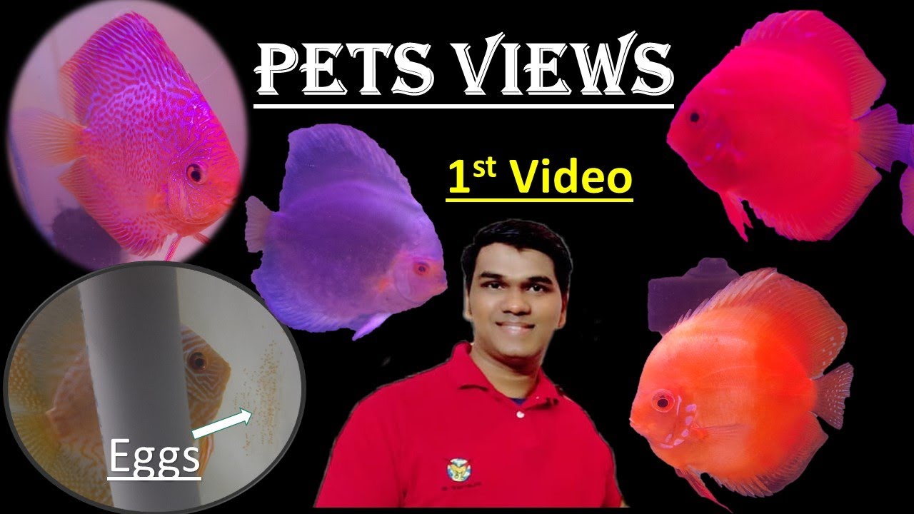 Introduction of Pets Views | Discus Breeding | How to Breed Discus ...