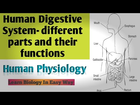 human digestive system class 11 | biology class11 #physiology #biology ...