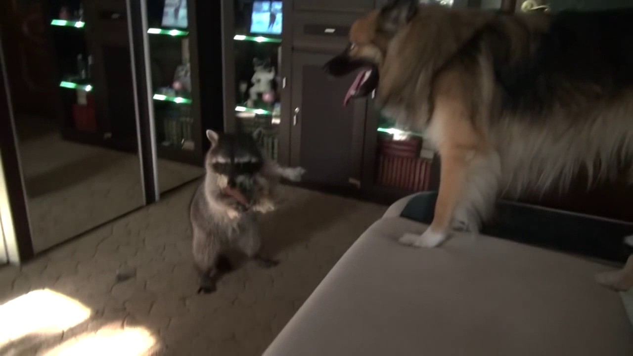 Raccoon palying with dog friend #2 - YouTube