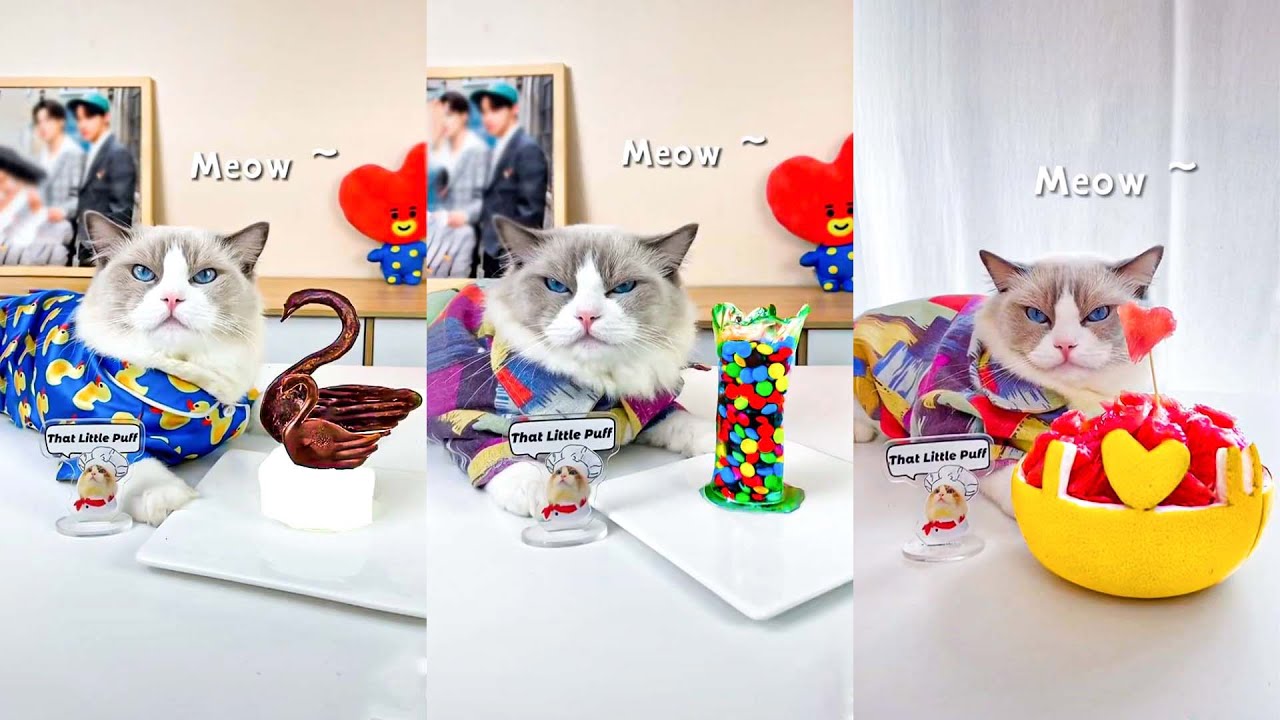 Cats Make Food 😻🍳 | That Little Puff Tiktok Compilation 2022 | Chef Cat ...