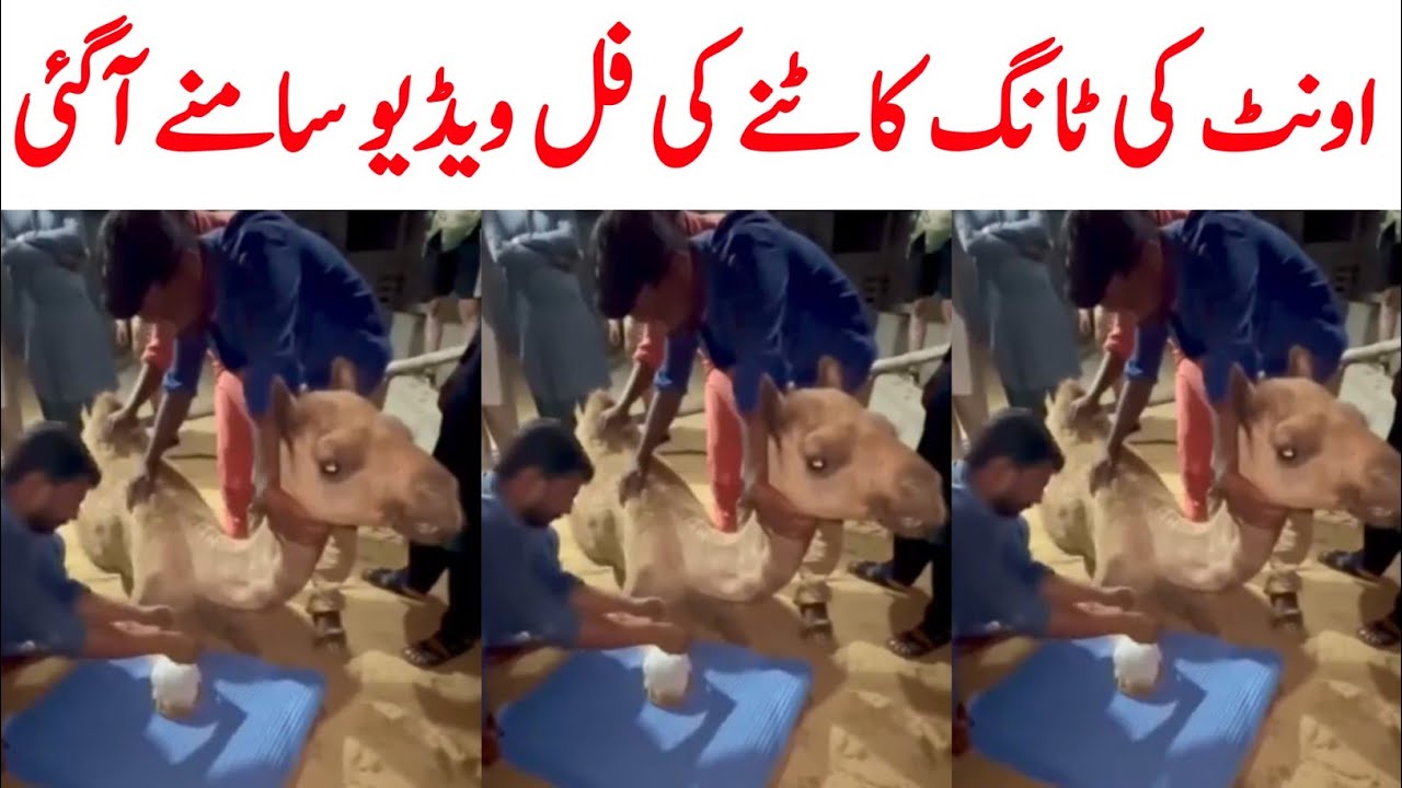 Camel Leg Cut News | Camel Leg Cut Viral Video | Camel Qurbani | Camel ...