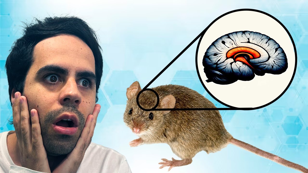 Primer animal con cerebro híbrido: mitad rata, mitad... - YouTube