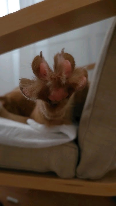 ️Кот Артём ️ - YouTube