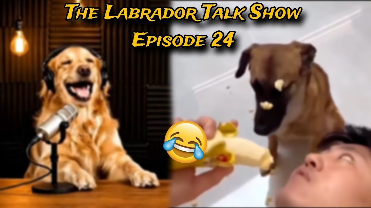 “The Labrador Talk Show” | “Dogs Being Hilarious – The Funniest Dog ...