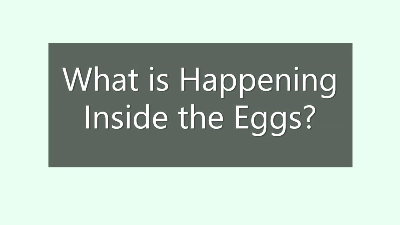 Hatch Highlights: What is Happening Inside the Eggs? - YouTube