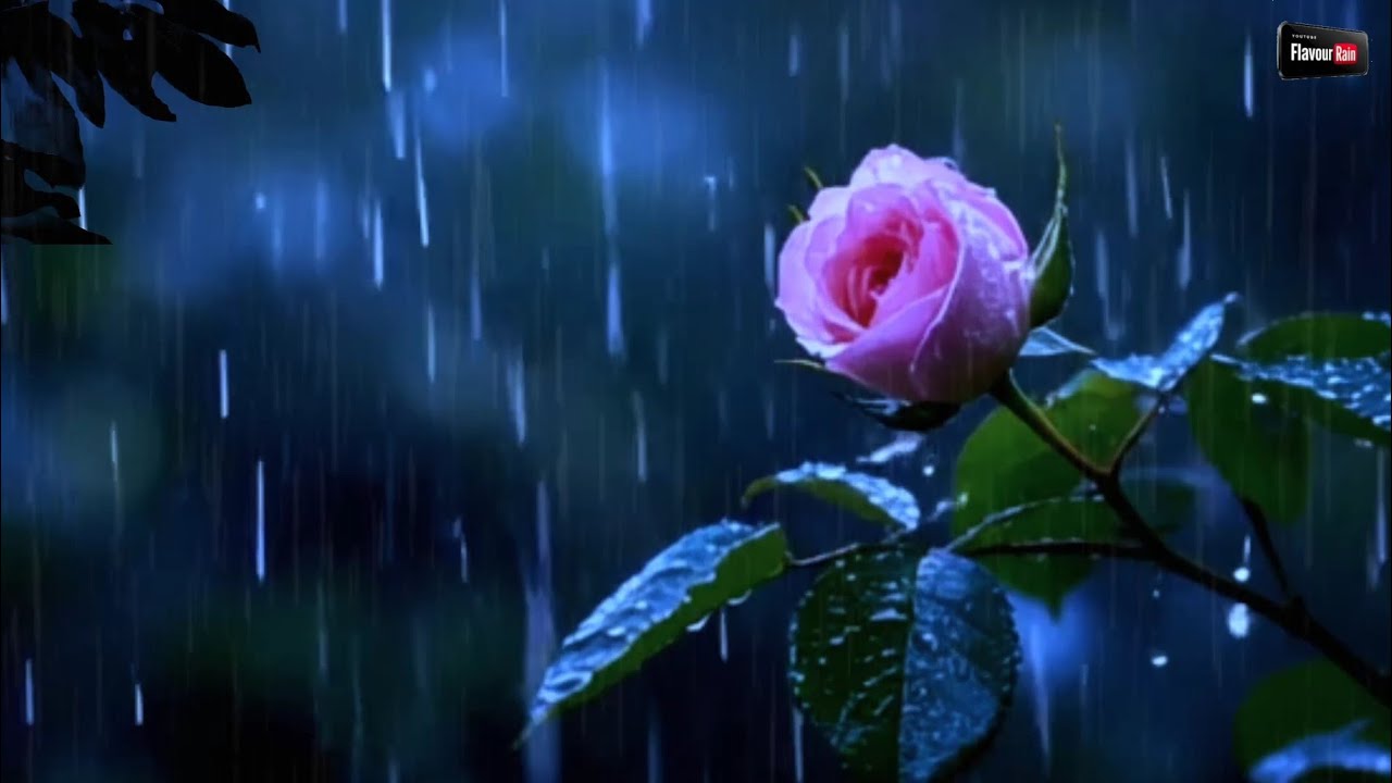HEAVY RAIN SOUNDS For sleeping instantly with heavy rain especially on ...