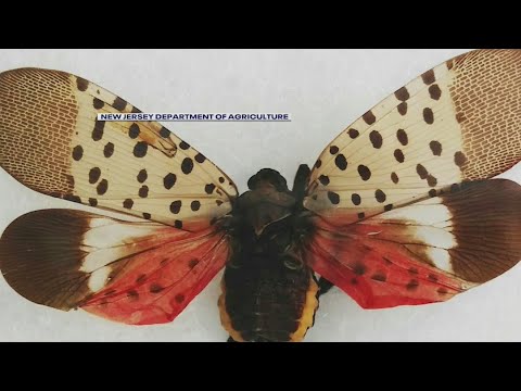See it, squish it: NJ residents urged to stomp out Spotted Lanternflies