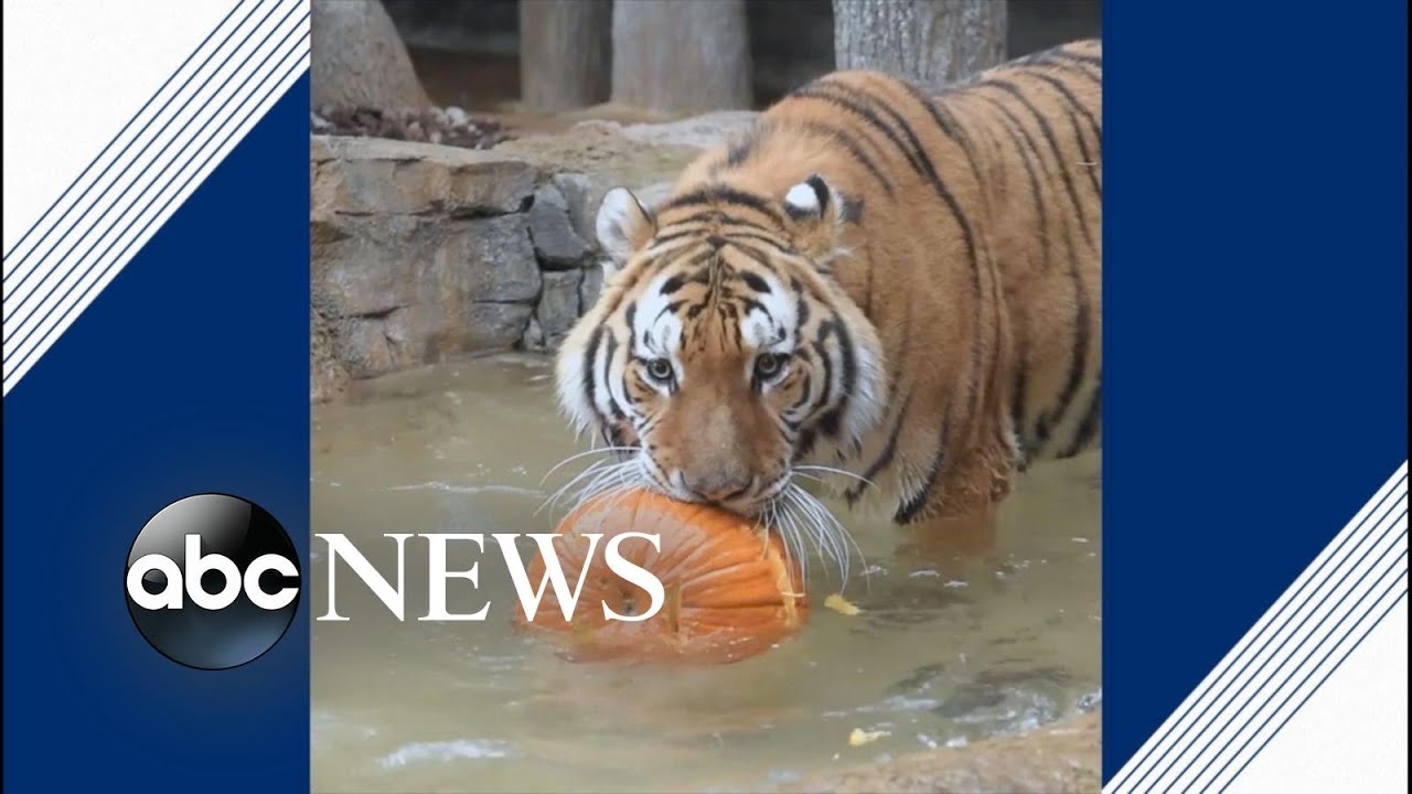 Zoo animals go wild with pumpkins for Halloween - YouTube