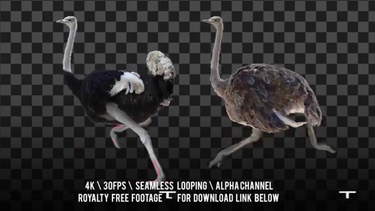 Ostrich running. Male and female. Animation isolated and cyclical ...