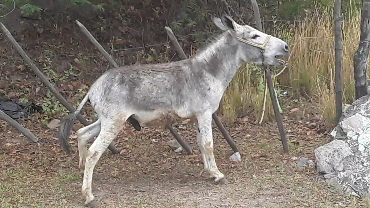 burro rebusnando - YouTube