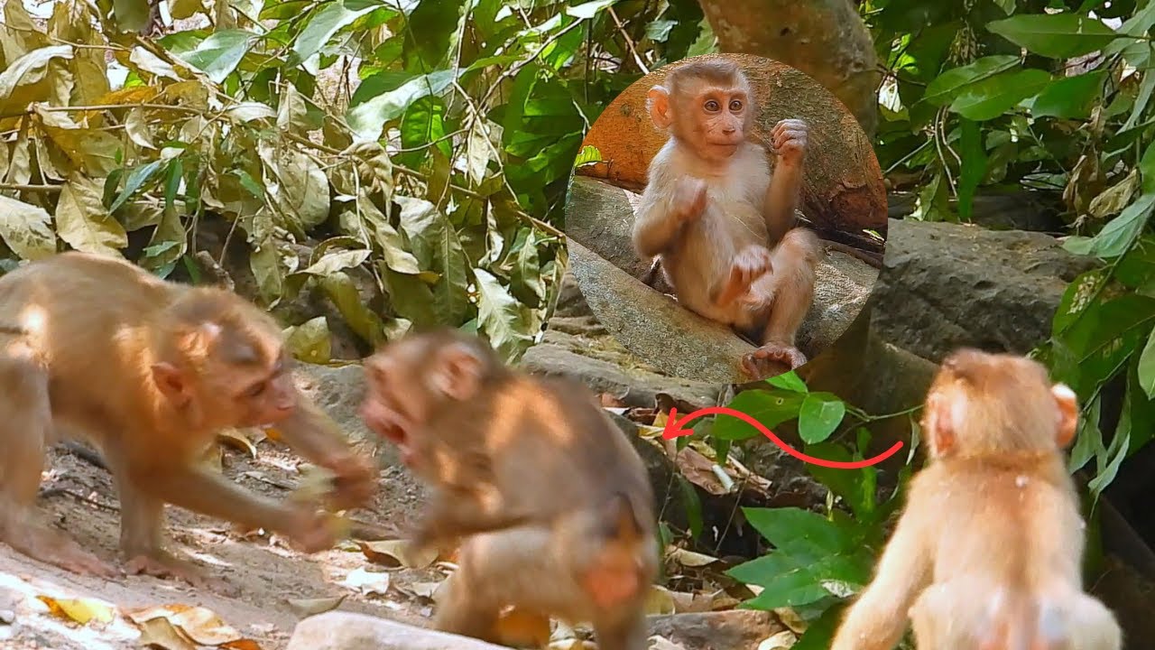 TWO New Abandon Monkey tries to f-i-g-h-t-i-n-g Leo has feelings so s-c ...