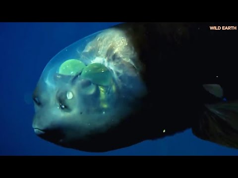 Micropinna microstoma - Il pesce con la testa trasparente