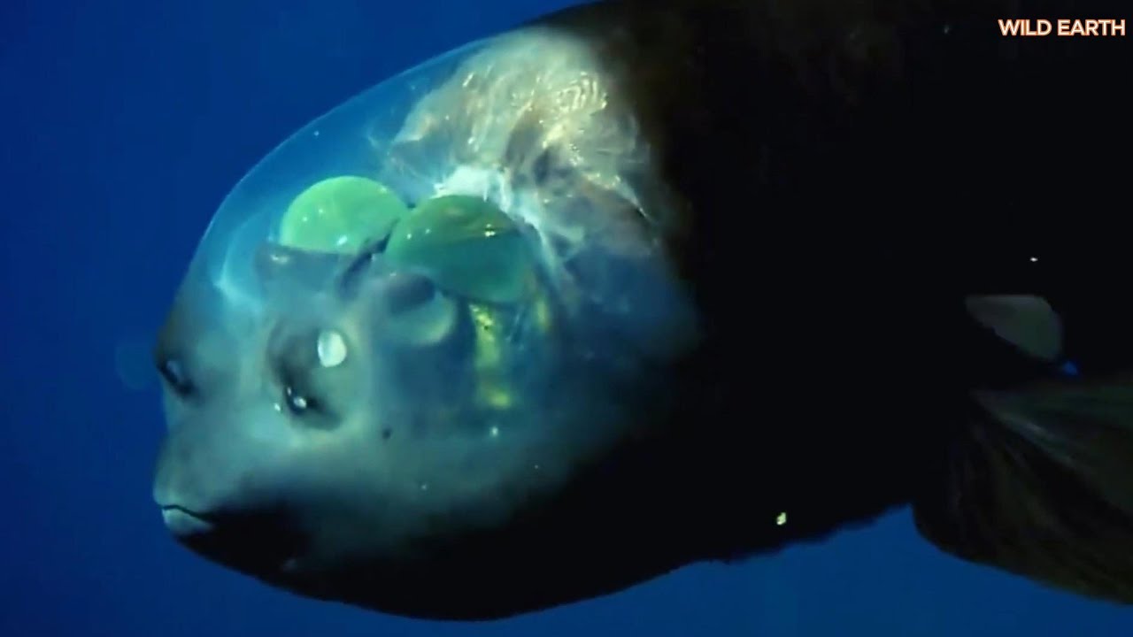 Micropinna microstoma - Il pesce con la testa trasparente - YouTube