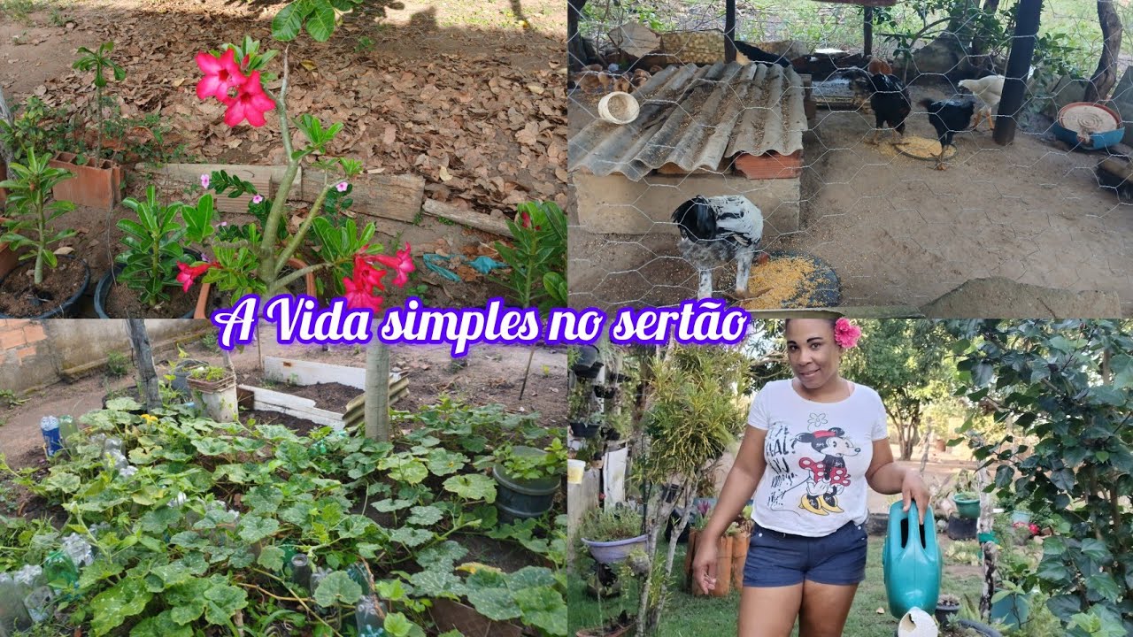 A vida simples no interior do Brasil 🇧🇷 vivendo uma vida simples ao ...