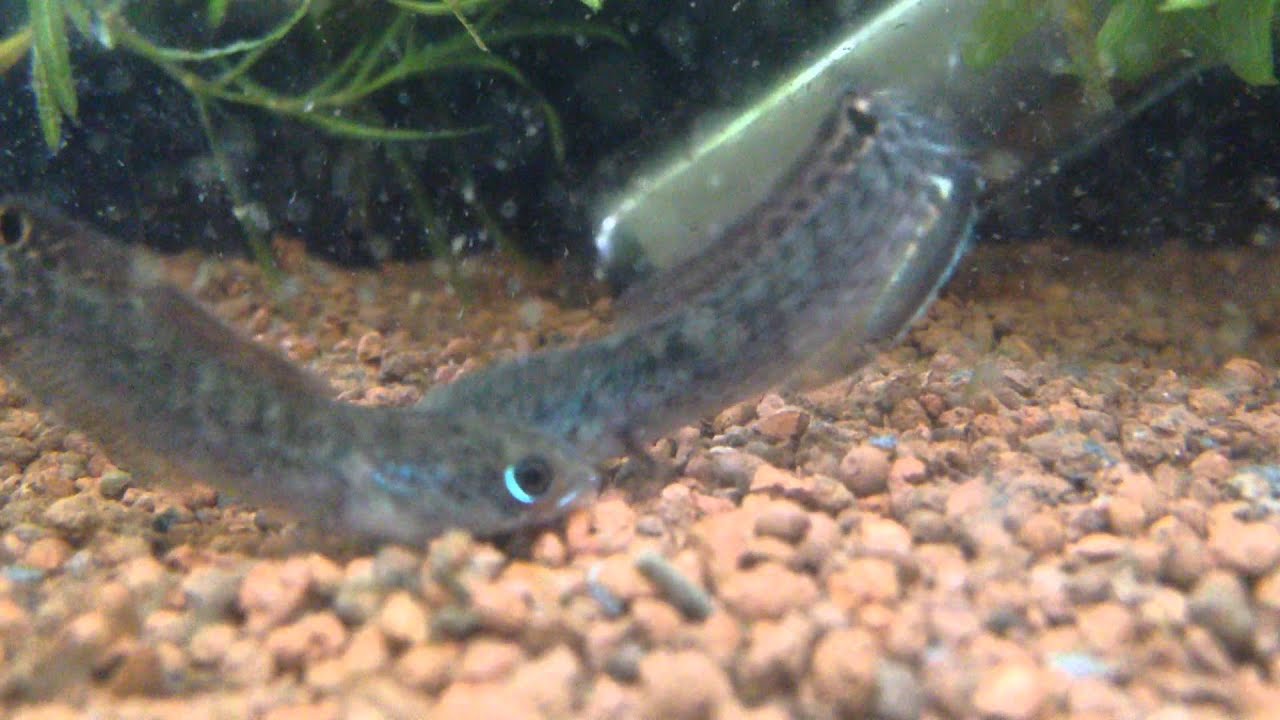 Channa sp. Dwarf fight - YouTube