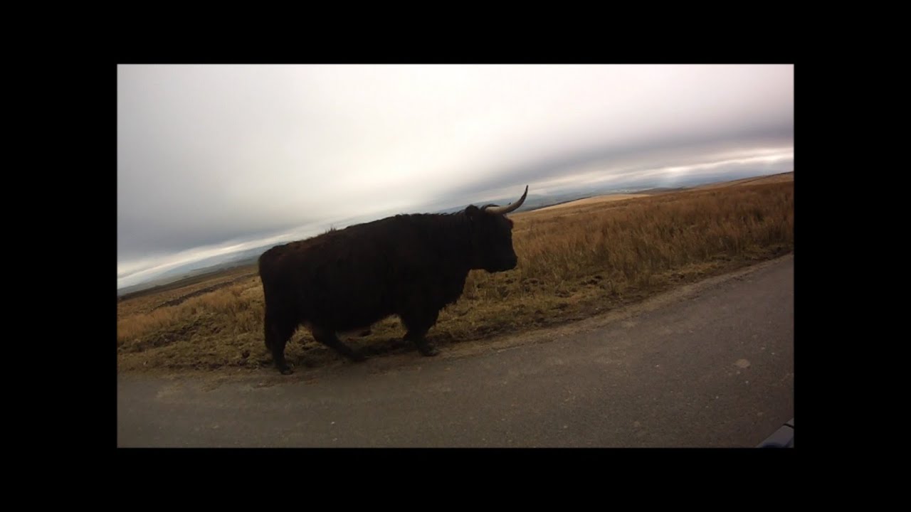 Moooooooo! - YouTube