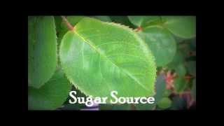 Resource Acquisition Ch 36 AP Bio Project