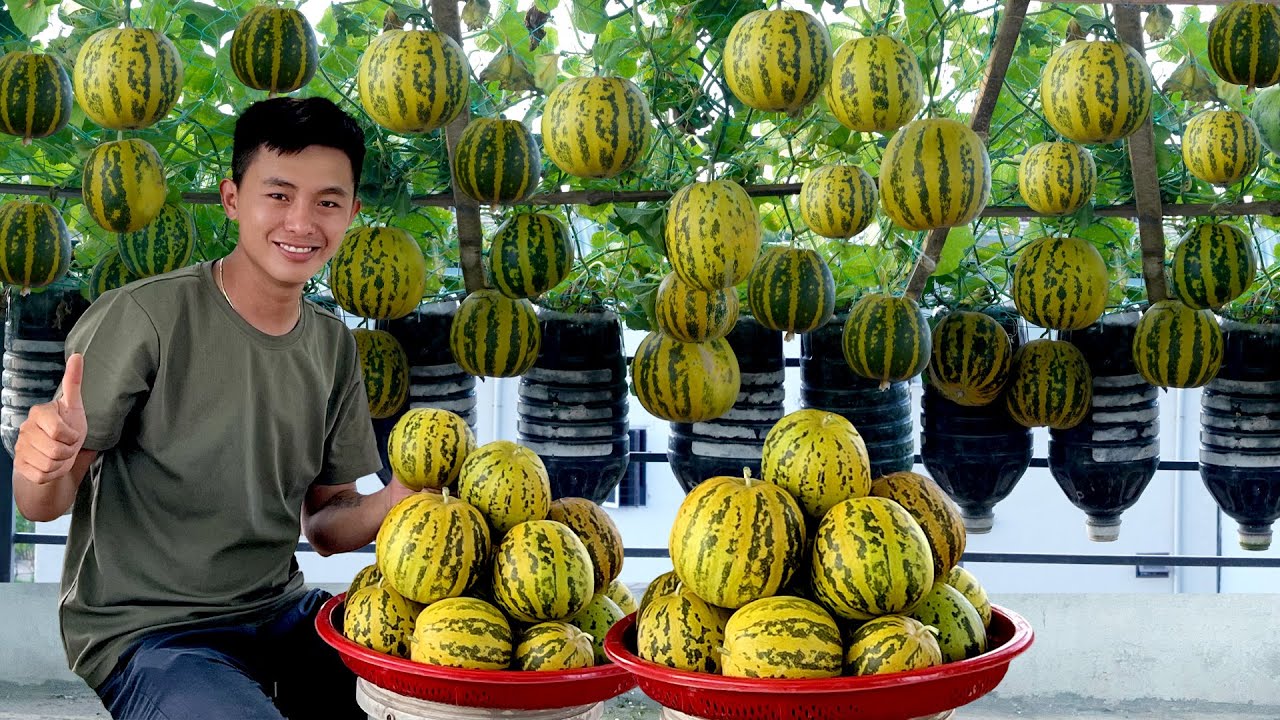 Grow Melons With Just Few Plastic Bottles, Little Soil But Still Lots ...