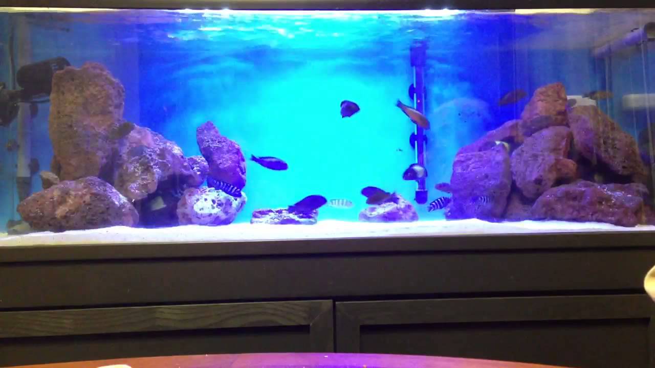 My tropheus tank set-up! - YouTube