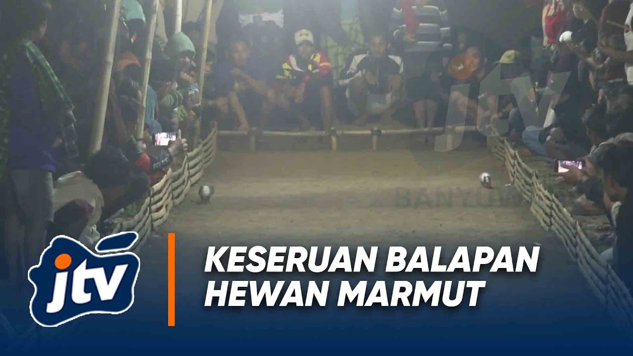 SAMBUT MUSIM KEMARAU WARGA GELAR BALAP MARMUT - YouTube