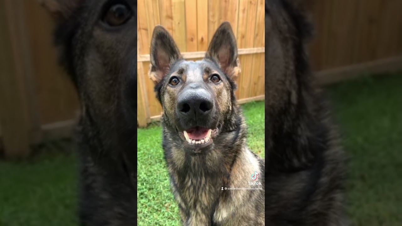 SIRI VOICEOVER SADIE THE SABLE SHEPHERD TIKTOK COMPILATION - YouTube