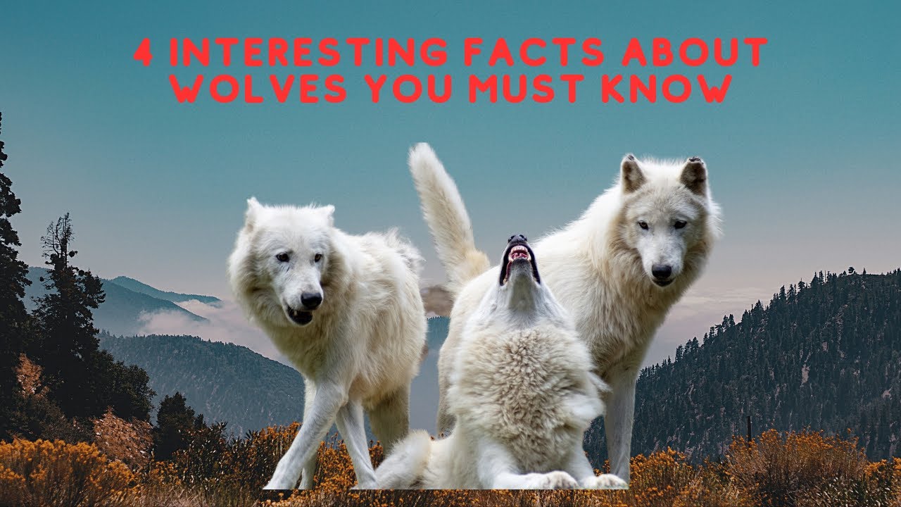 Animals Video "4 Interesting Facts About Wolves You Must Know" - YouTube