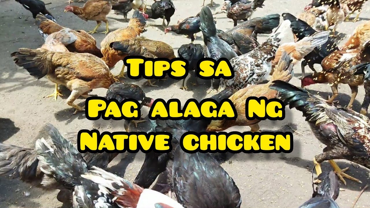 PAANO MAG ALAGA NG NATIVE CHICKEN | TIPS SA PAG ALAGA NG NATIVE CHICKEN ...