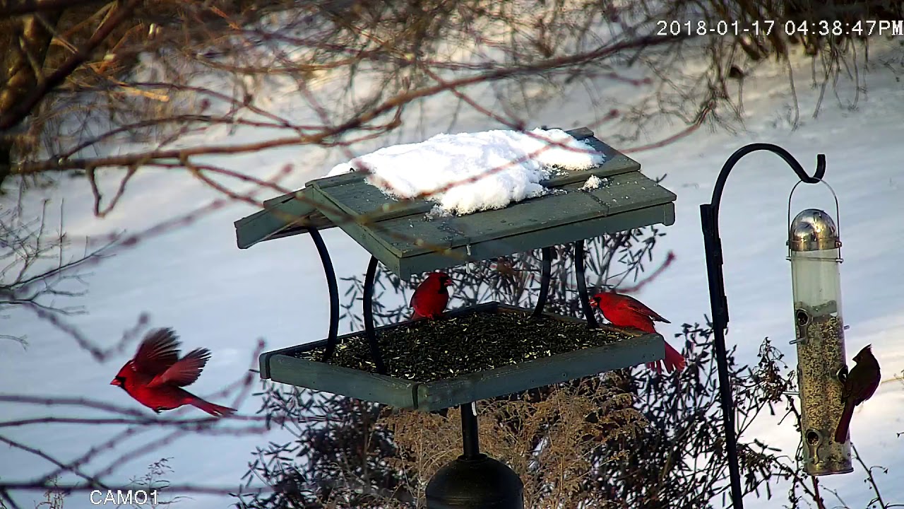 2018 01 17 Cardinals Fighting for Dominance - YouTube