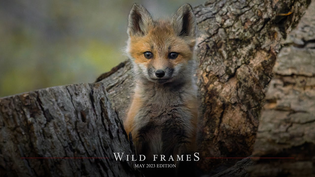 Wild Frames - May 2023 - YouTube