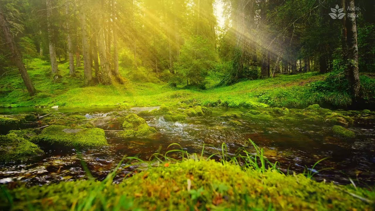 Calming Morning Stream: Soothing Water Sounds & Tranquil Natural Beauty ...