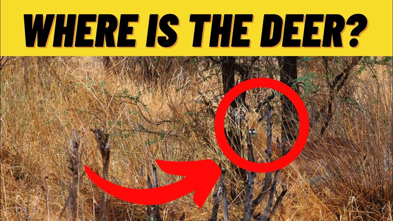 Find The Animal || 98% people fail the test || Riddell || Puzzle ...