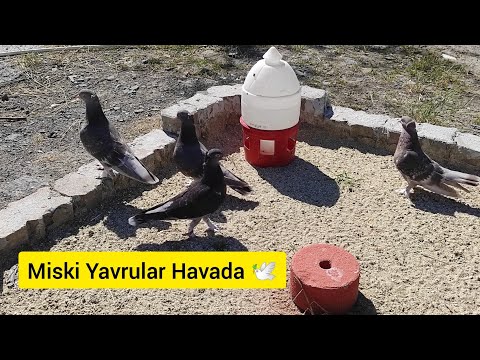 TAKLAYI ÇEVİREN MİSKİ YAVRULARI UÇURDUK - Tüm kuşların son durumu - Oyunkuşu güvercin