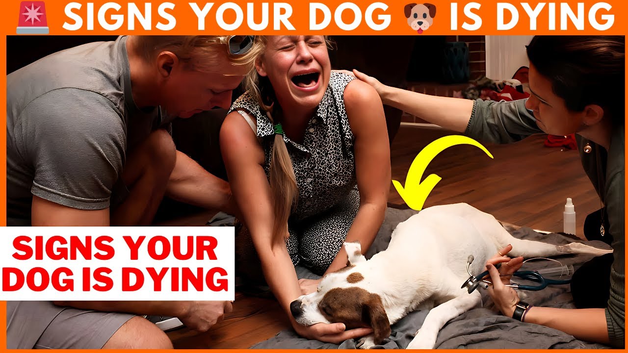 🚨 Signs Your Dog is Dying: Crucial Signals Every Dog Owner Must Know! 🐶 ...