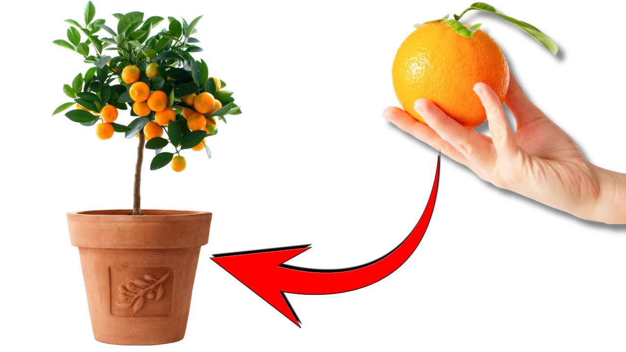 Tips For Growing Orange Tree From Seeds - YouTube