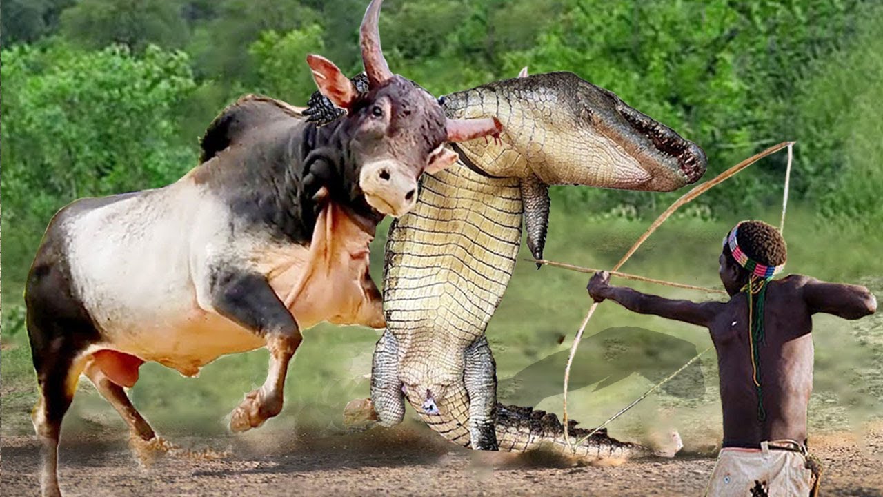 Crocodile Attacks People's Cows- Cow Trying To Fight Giant Crocodile To ...