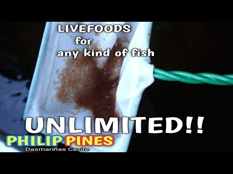 HOW TO CULTURE DAPHNIA using RICE WATER😱DAPHNIA FARM ni FISHKADA ...