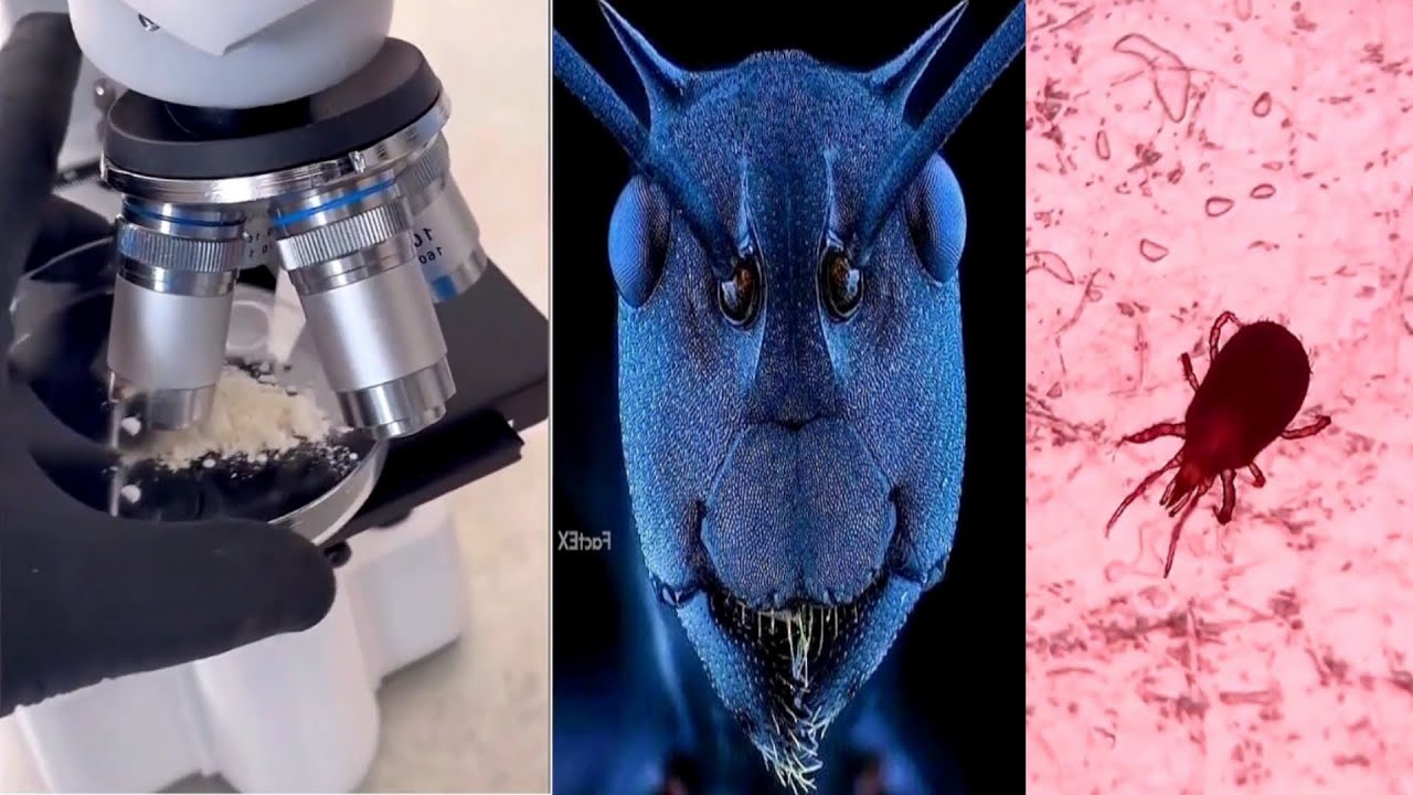 যা শুধু মাত্র microscope এ দেখা সম্ভব।। ep 2।। Things you can only see ...